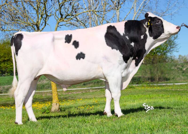 Crisalis RF — Intermizoo