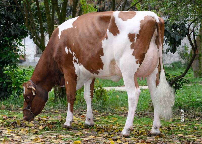 Kitami PP — Intermizoo