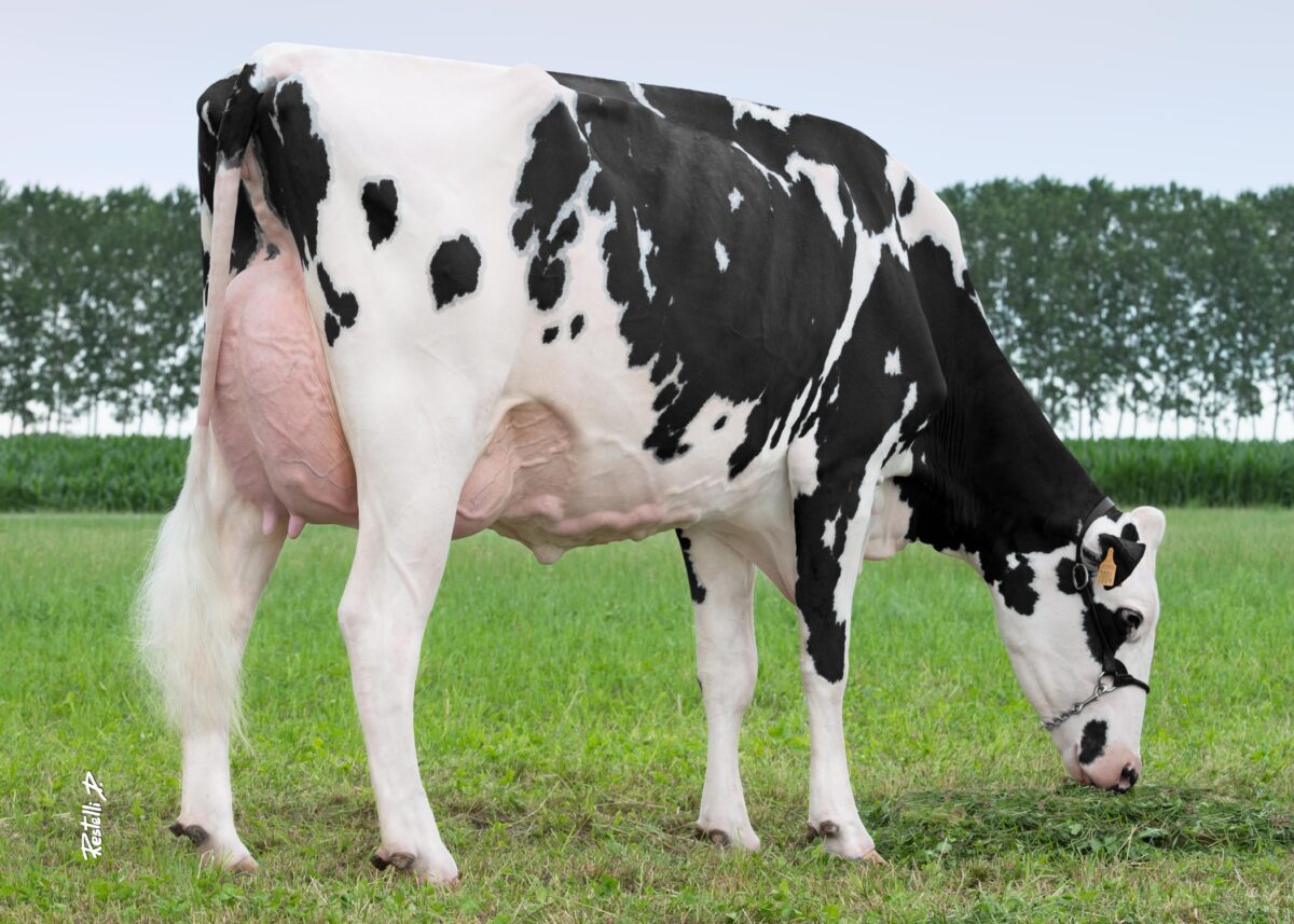 Onik P — Intermizoo