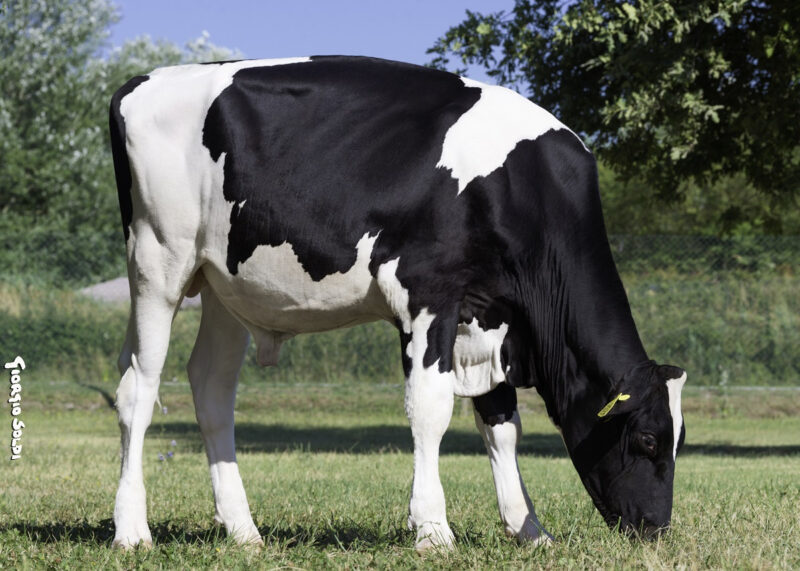 Benaco — Intermizoo