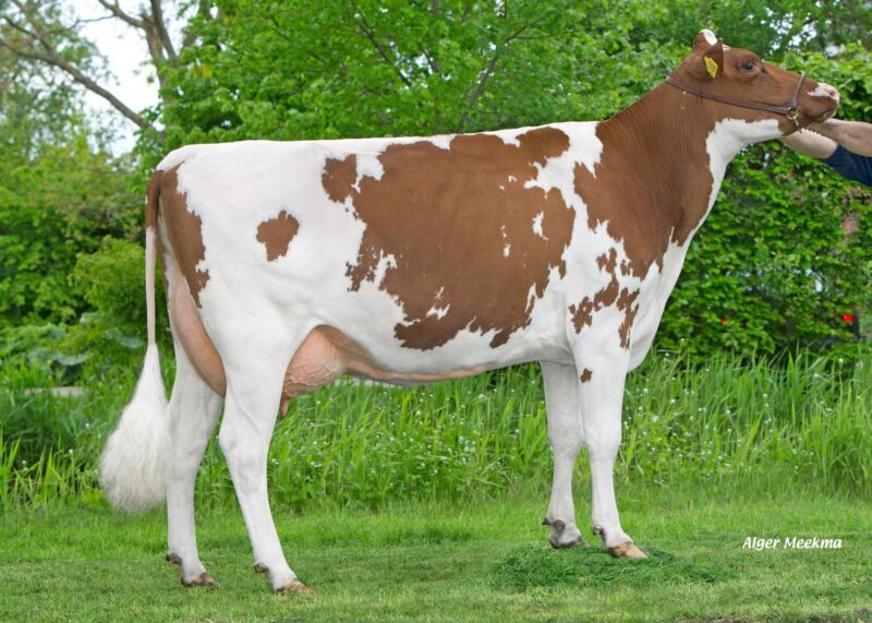 Gustavo PP — Intermizoo