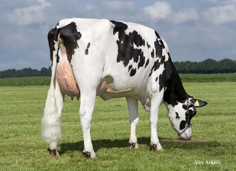 Rainbow P — Intermizoo