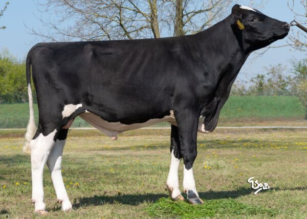 Dionigi PP — Intermizoo