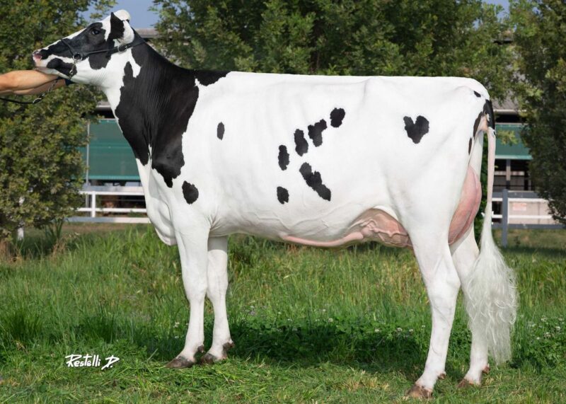 Bronson — Intermizoo