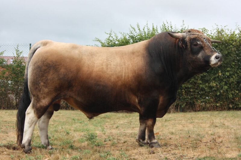 Imperial — Intermizoo