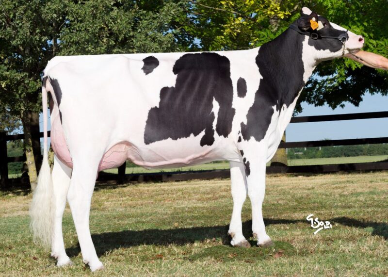 Fraser — Intermizoo