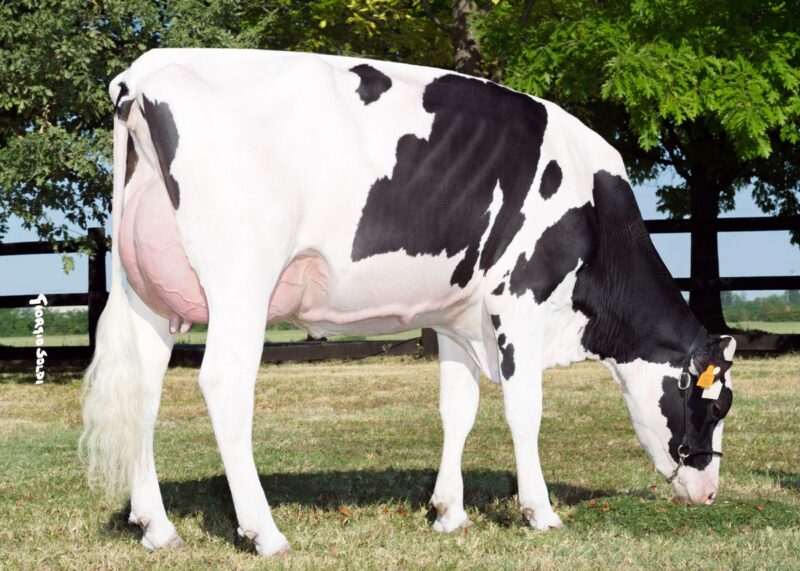 Fraser — Intermizoo