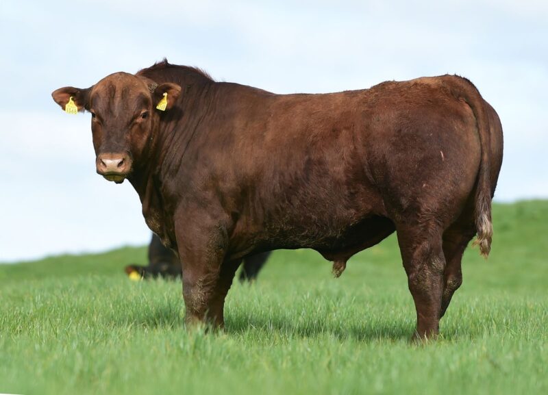 Beef Bulls — Intermizoo