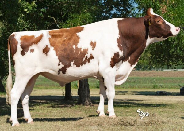 Redalert P RED — Intermizoo