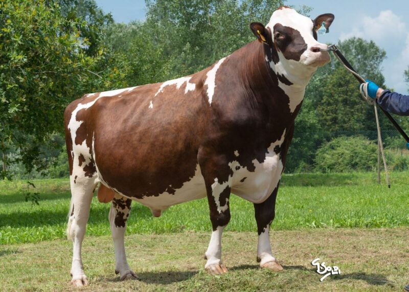 Redcarpet RED — Intermizoo