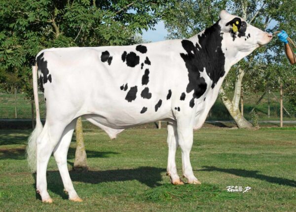 Sebulba — Intermizoo