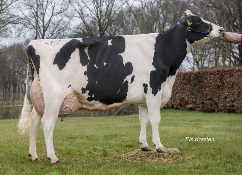 Ponale — Intermizoo