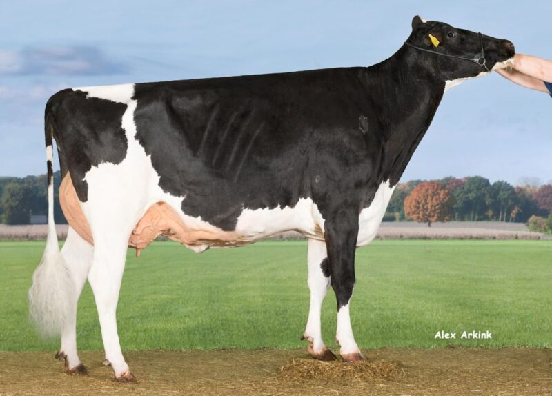 Orn PP — Intermizoo