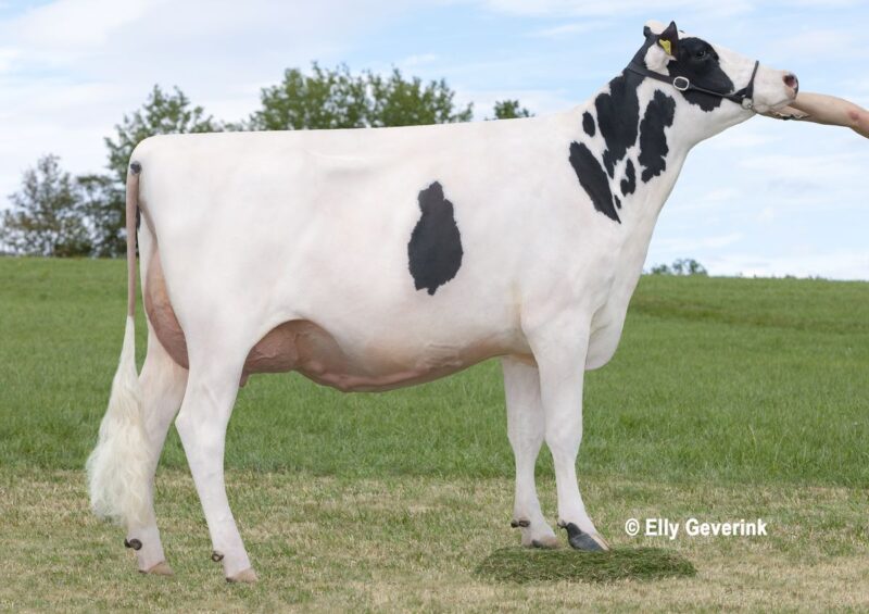 Crisalis RF — Intermizoo