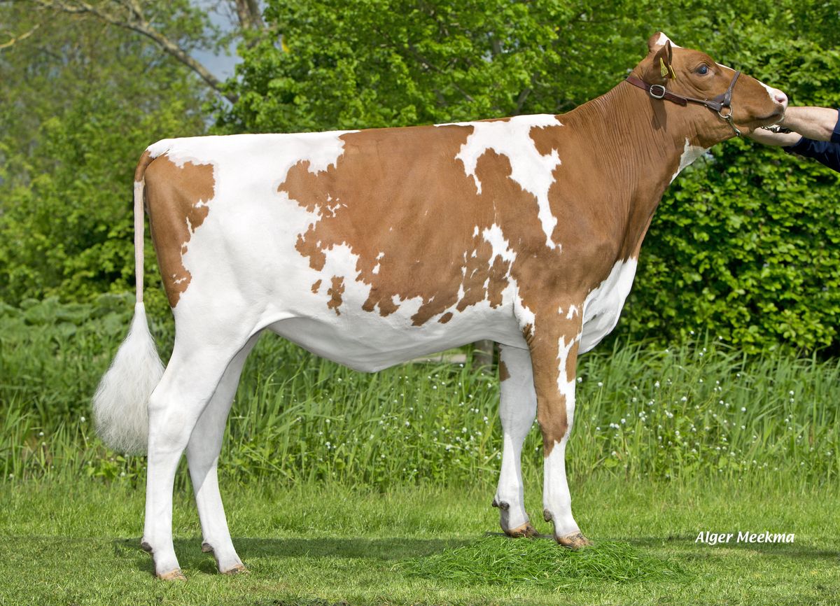 Redsamba P — Intermizoo