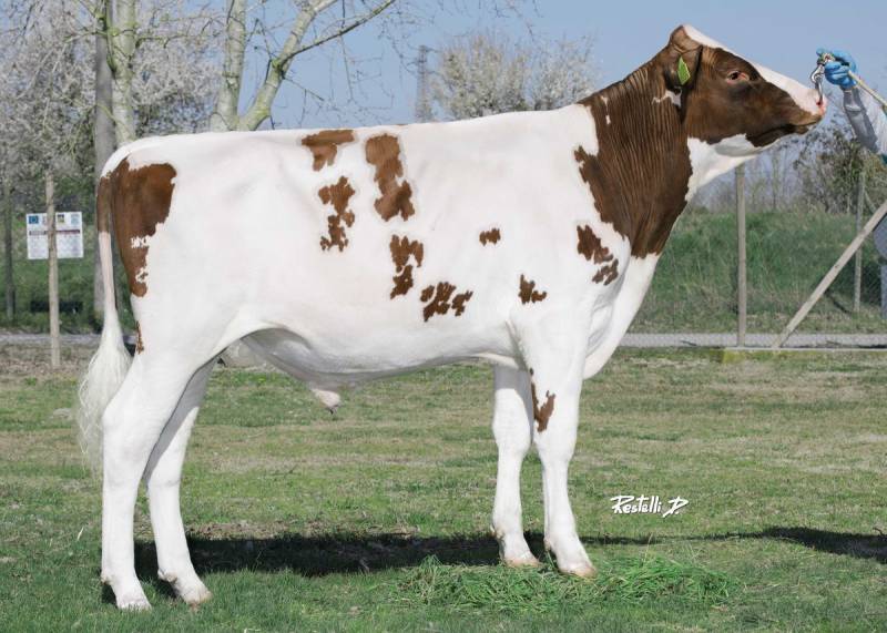 Redsamba P — Intermizoo