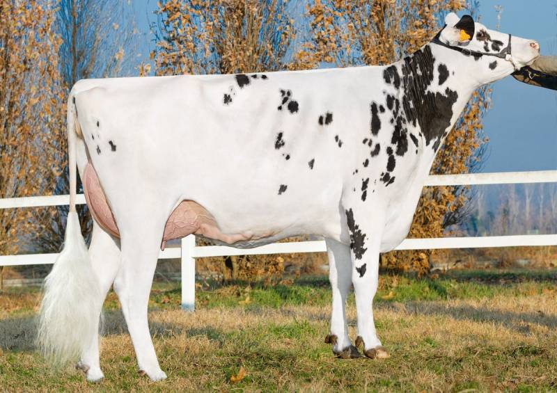 Boero RF — Intermizoo