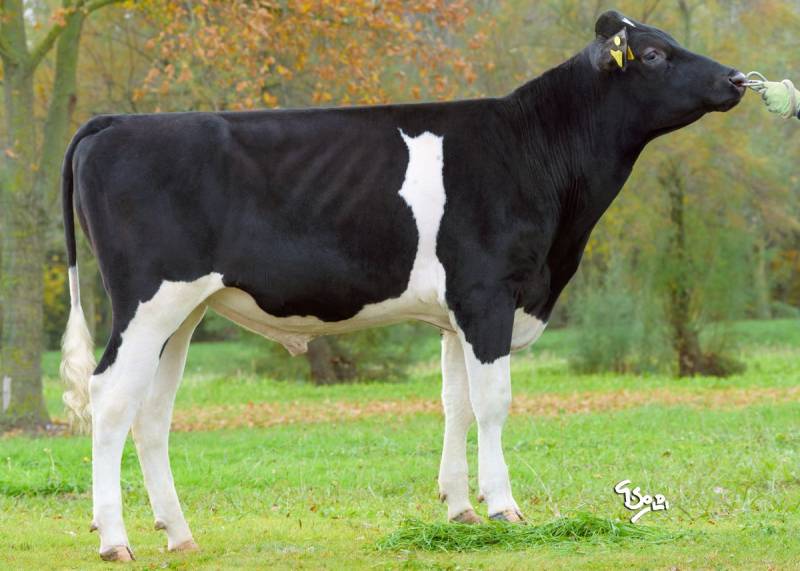 Gewiss — Intermizoo