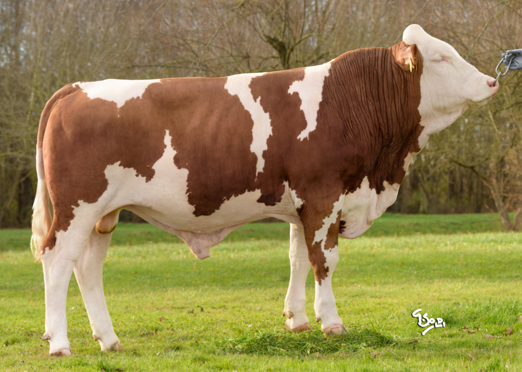 ITZ HAKKARI — Intermizoo