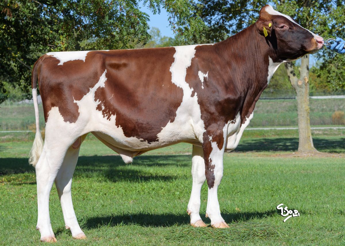 Staretto P RED — Intermizoo