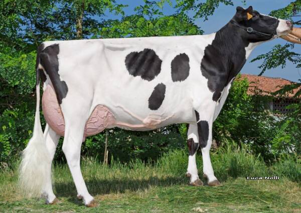 Maffeo — Intermizoo