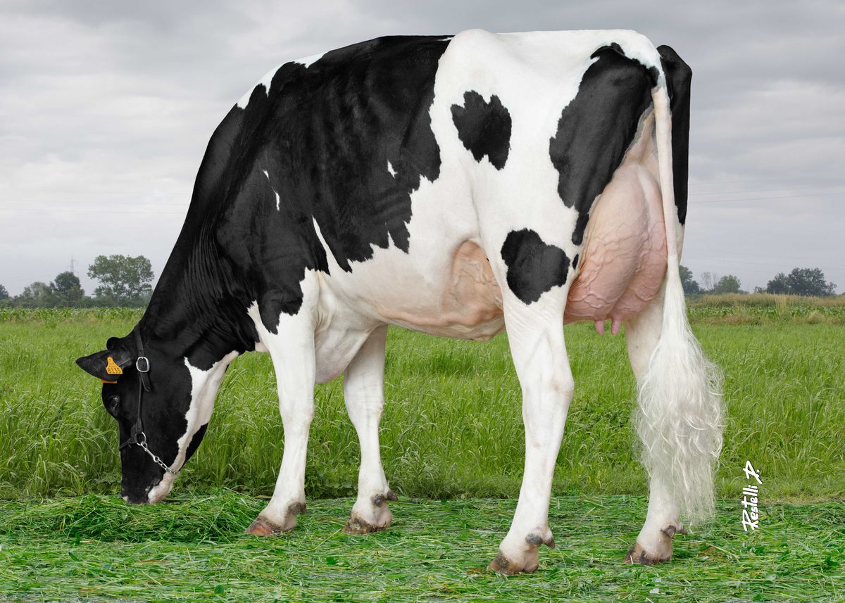 Baltimora — Intermizoo