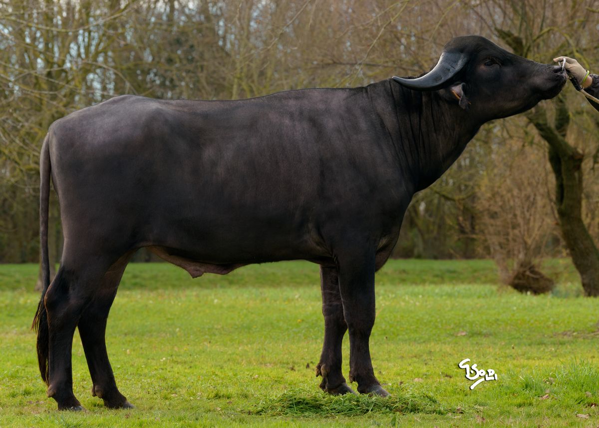 El Buba — Intermizoo