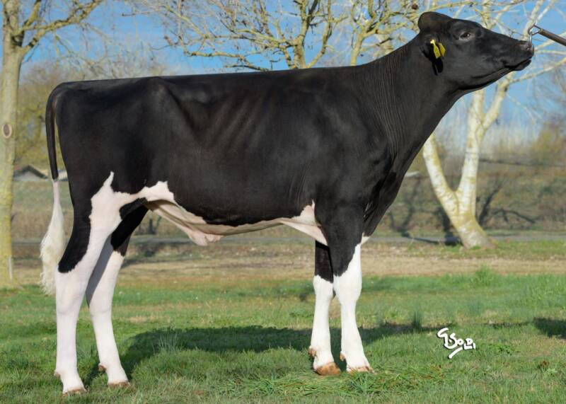 Essence — Intermizoo