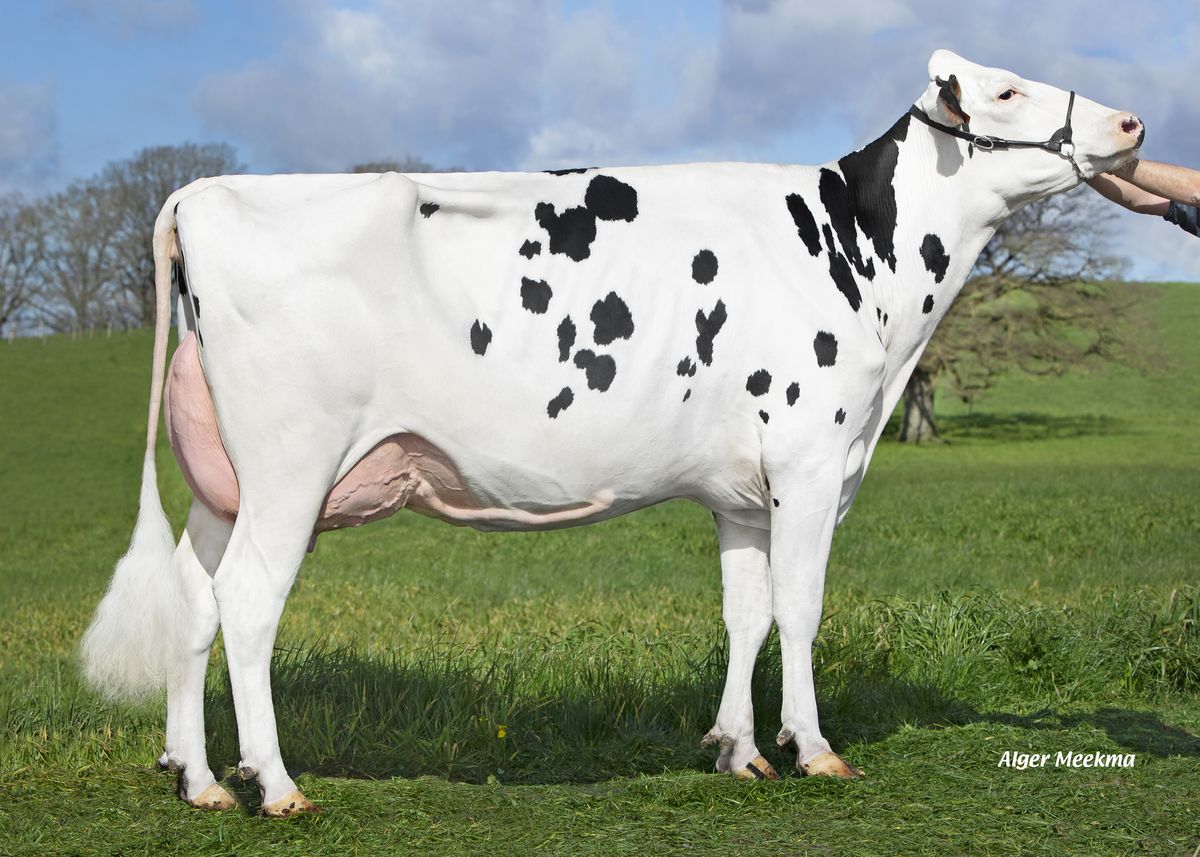 Eba Too RF — Intermizoo