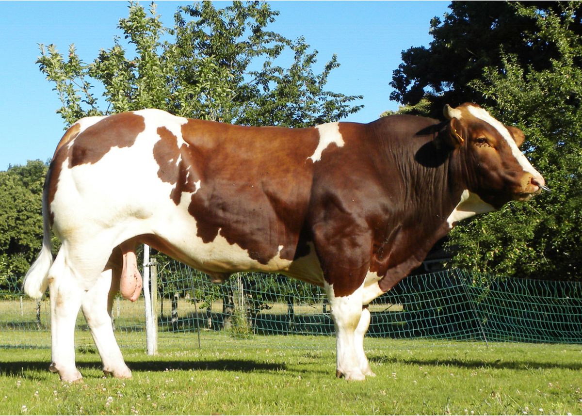 Relampago — Intermizoo