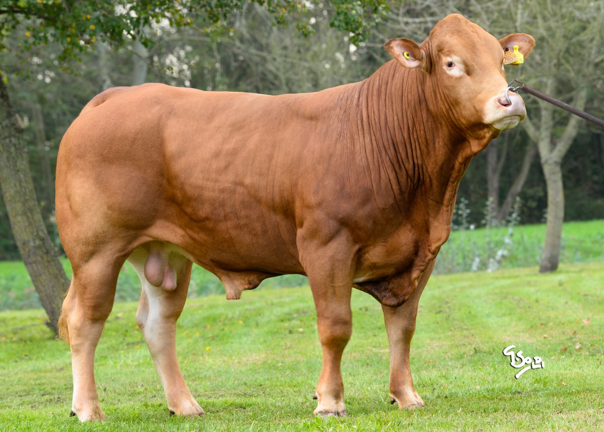 Tintin PP — Intermizoo