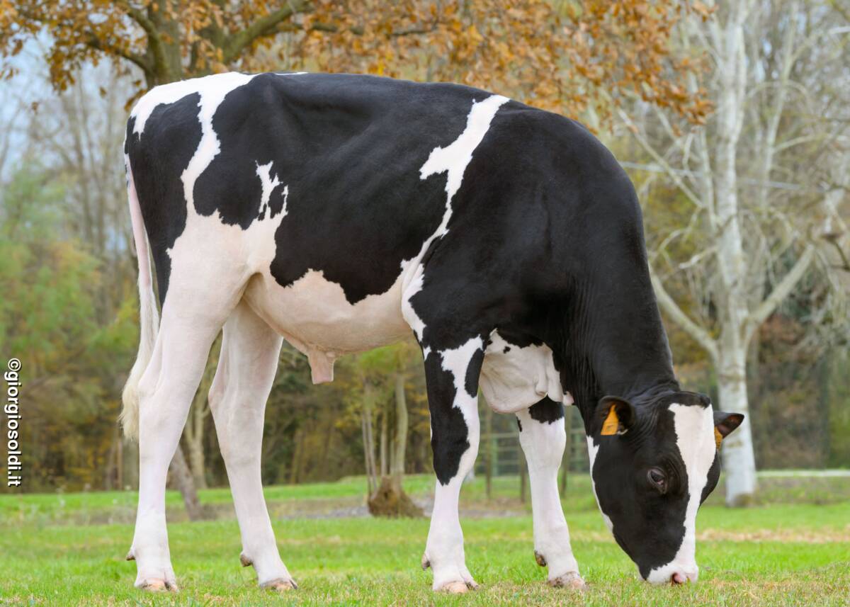 Spritz — Intermizoo