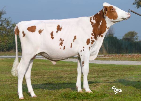 Redbox — Intermizoo