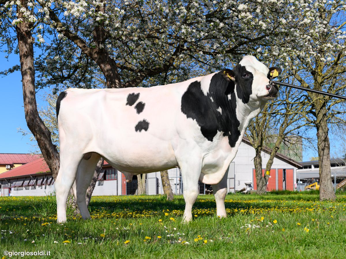 Crisalis, the world's first bull — Intermizoo News