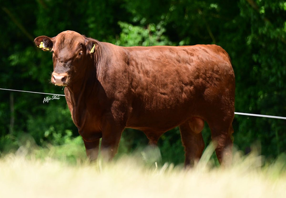 Red Zamari — Intermizoo