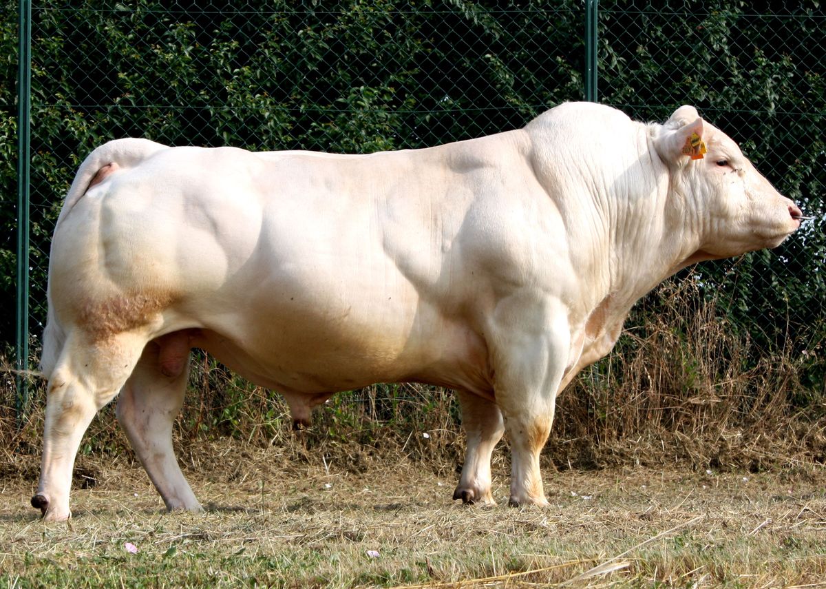 Rafiki P — Intermizoo